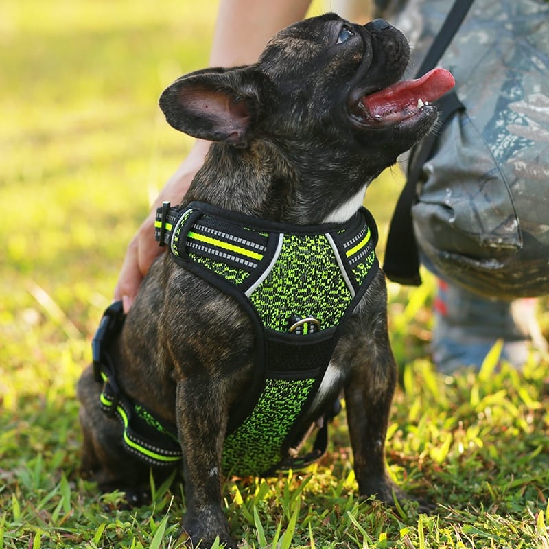 6 In 1 Custom Design No Pull Dog Harness Set | Pet Harness,Pet Boots ...
