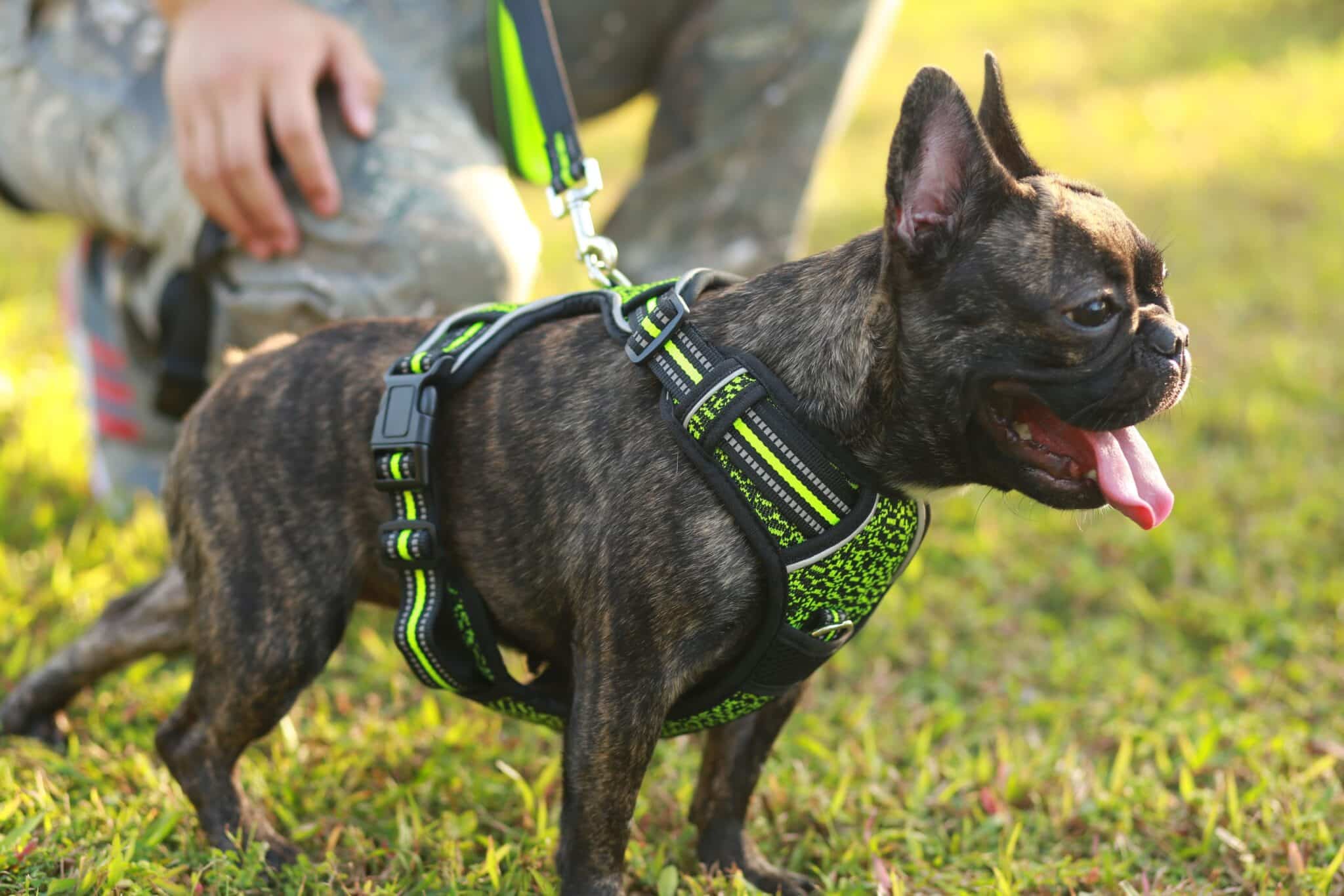 6 In 1 Custom Design No Pull Dog Harness Set | Pet Harness,Pet Boots ...