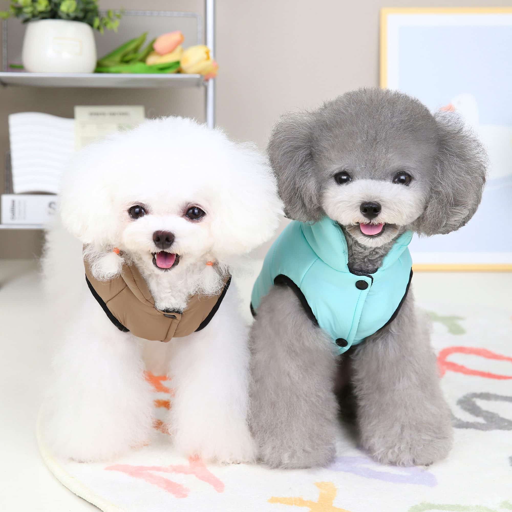 How To Choose Clothes That Fit Your Pet Cat? | Pet Harness,Pet Boots ...