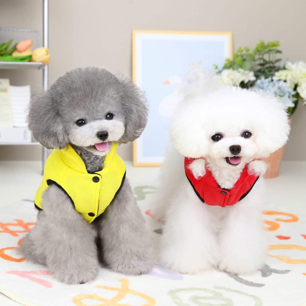 Love And Care: Why We Should Consider Designer Dog Clothes Needs