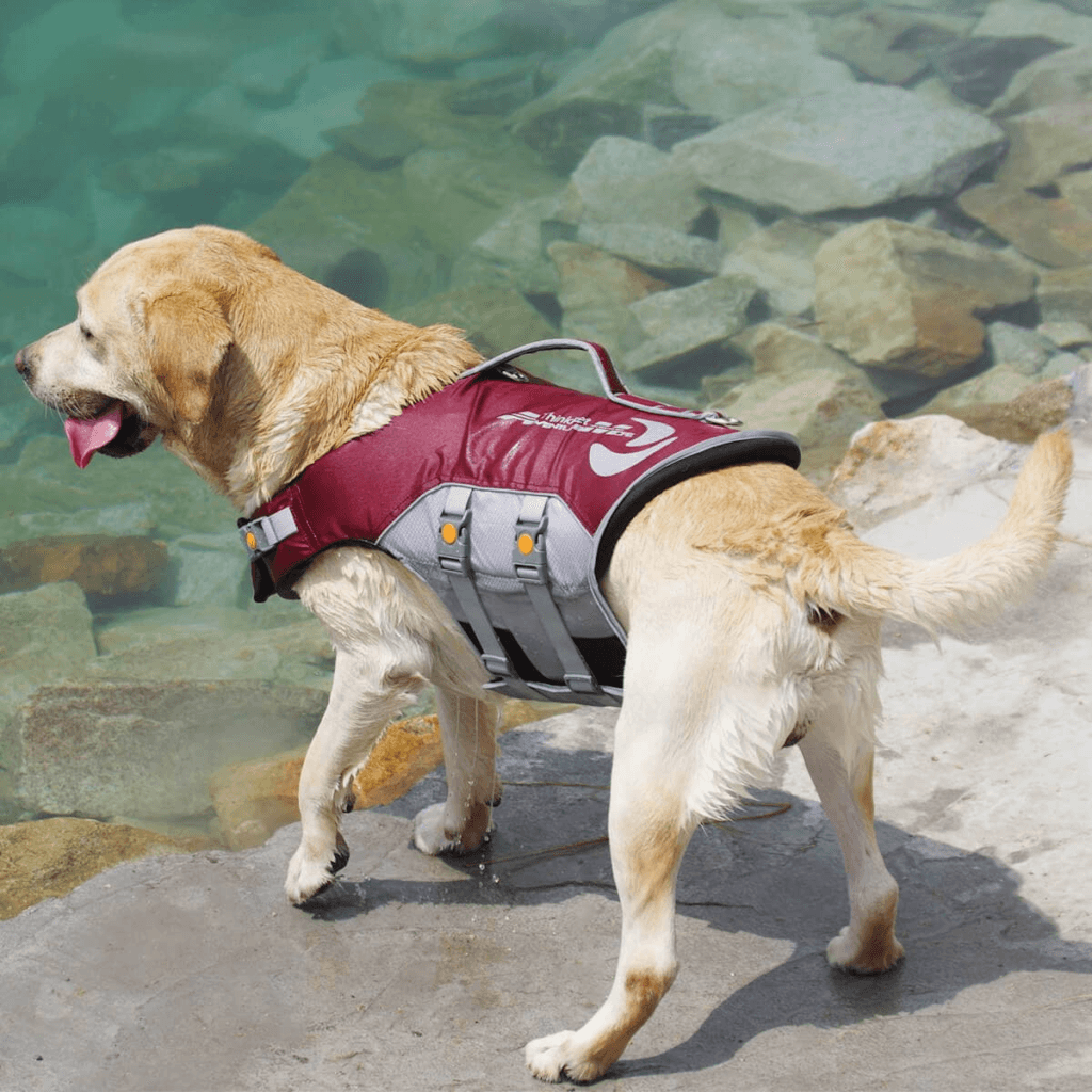 How To Choose A Pet Life Jacket Suitable For Dogs